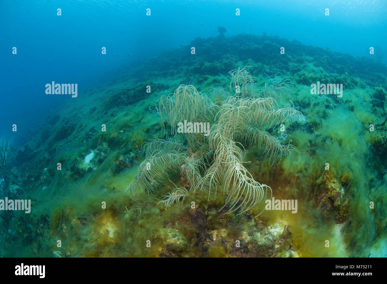 Algae overrun a dead coral reef, Curacao, Netherlands Antilles ...