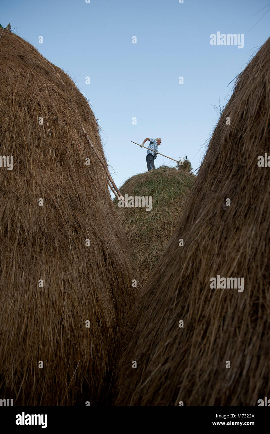 Farmer piling hay on top of a haystack in Montenegro Stock Photo - Alamy