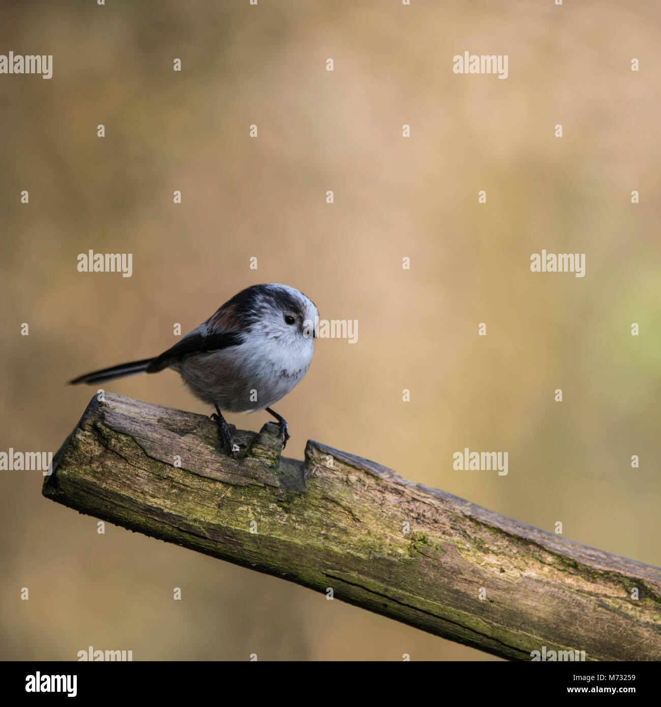 Beautiful portrait of Long Tailed Tit Aegithalos Caudatus bird in ...
