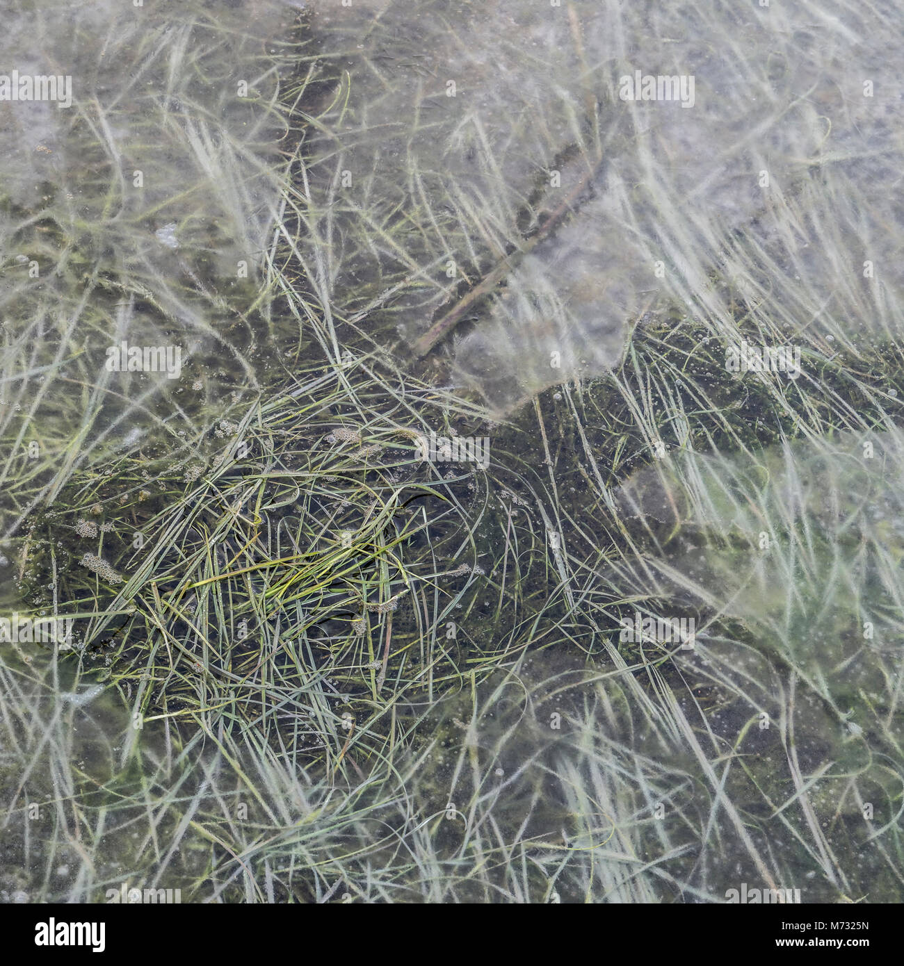 Frozen flooded field hi-res stock photography and images - Alamy