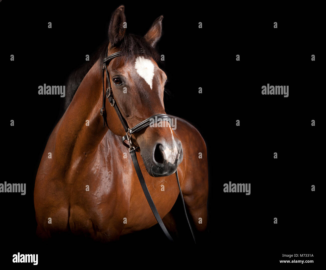 An elegant brown horse in the studio in front of black background Stock ...