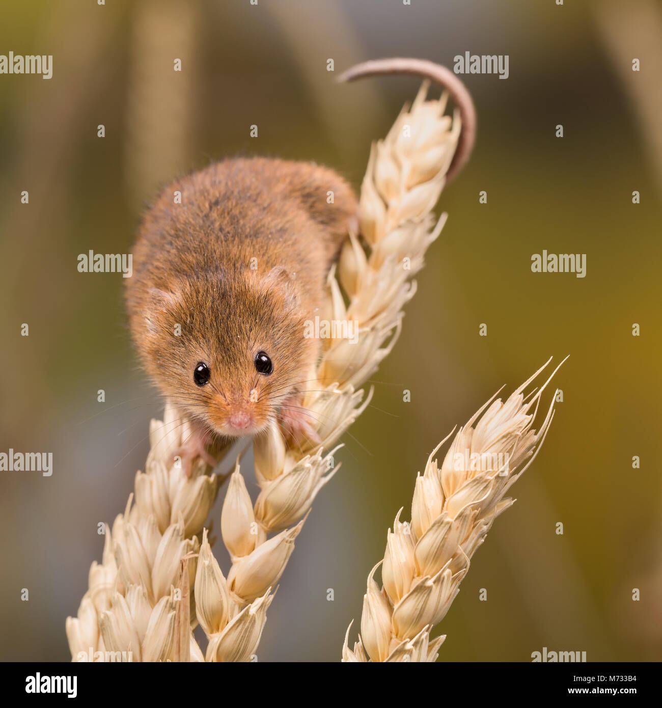 Micromys minutus or Harvest Mouse in wheat field Stock Photo - Alamy