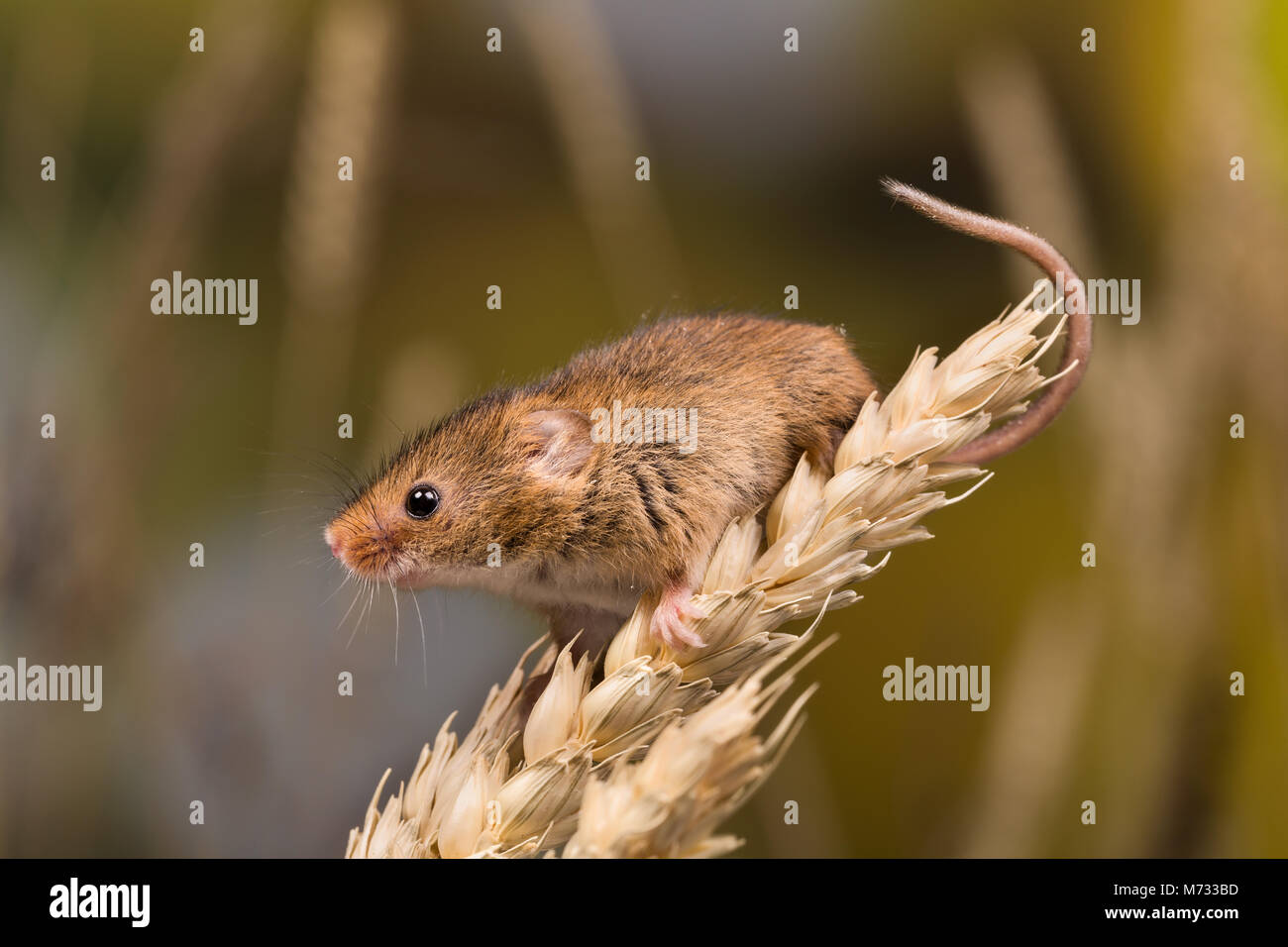 Micromys minutus or Harvest Mouse in wheat field Stock Photo - Alamy
