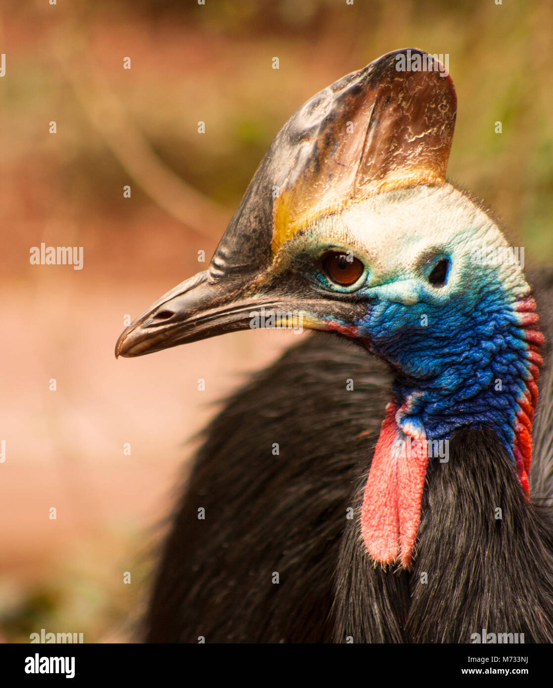 Big cassowary australia hi-res stock photography and images - Alamy