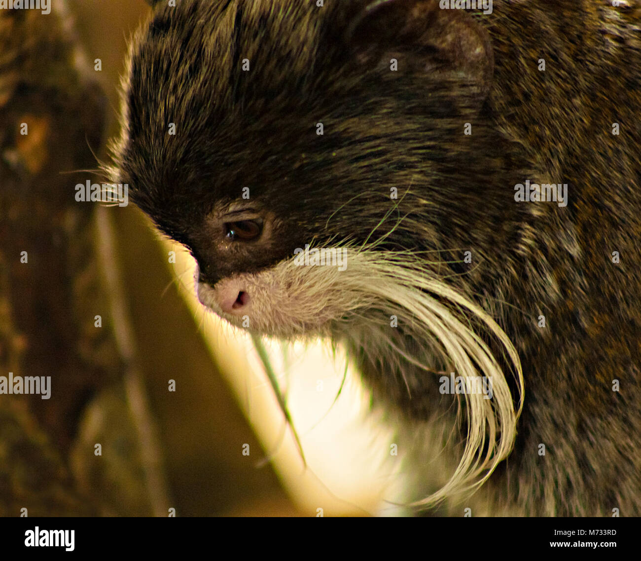 Emperor Tamarin Monkey Stock Photo - Alamy