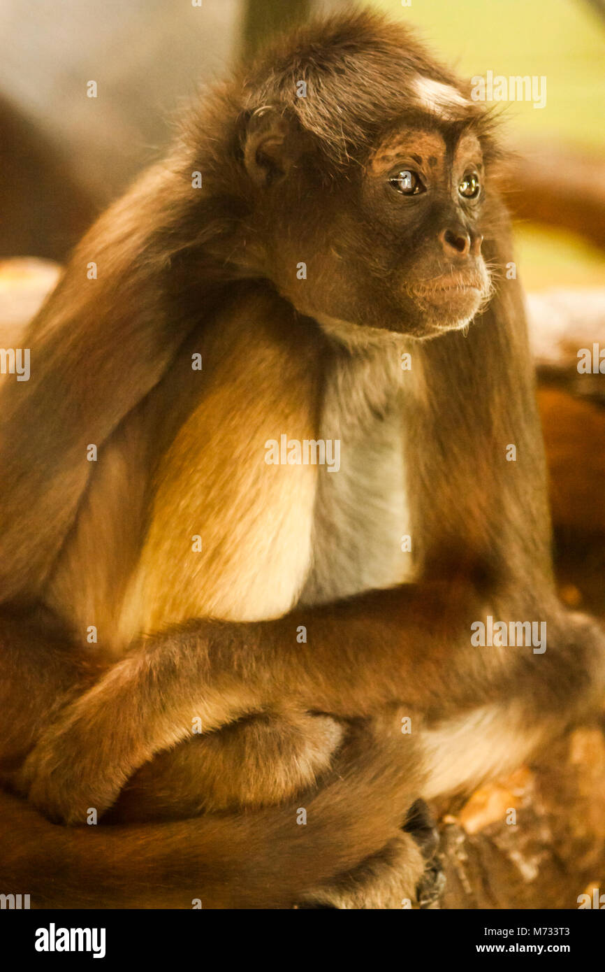 Paignton zoo monkey hi-res stock photography and images - Alamy