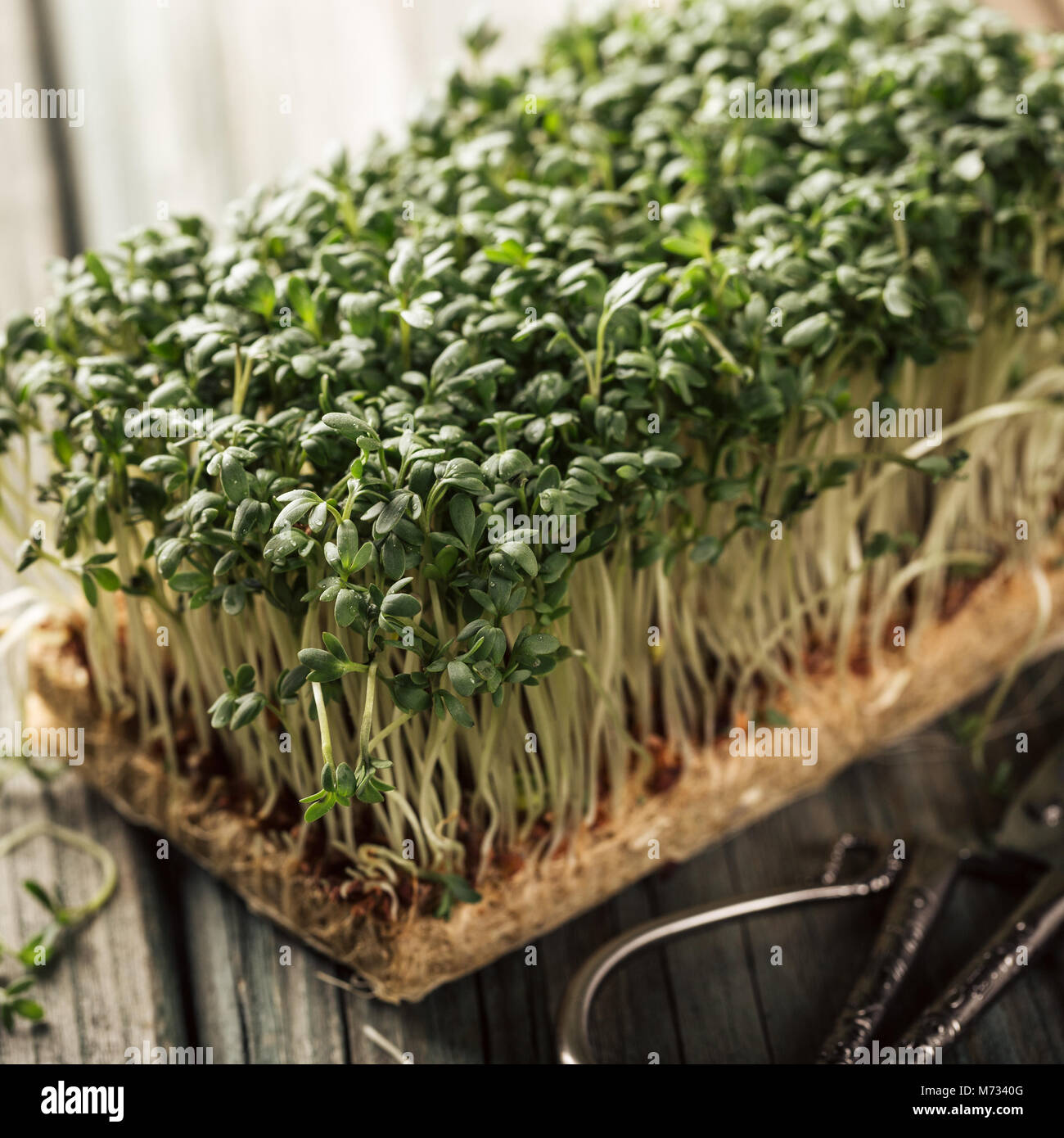 Garden cress, young plants Stock Photo - Alamy