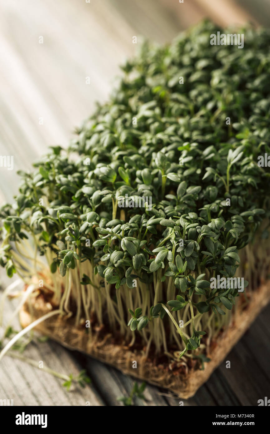 Garden cress, young plants Stock Photo - Alamy