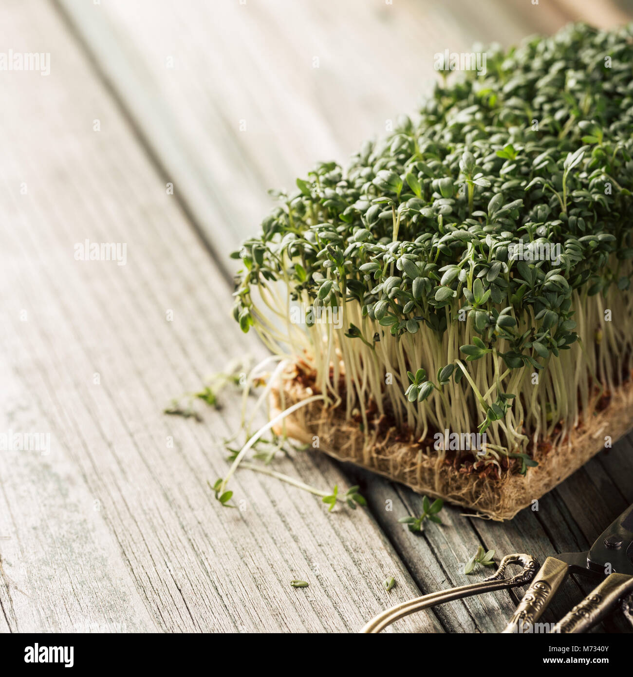 Garden Cress High Resolution Stock Photography and Images - Alamy