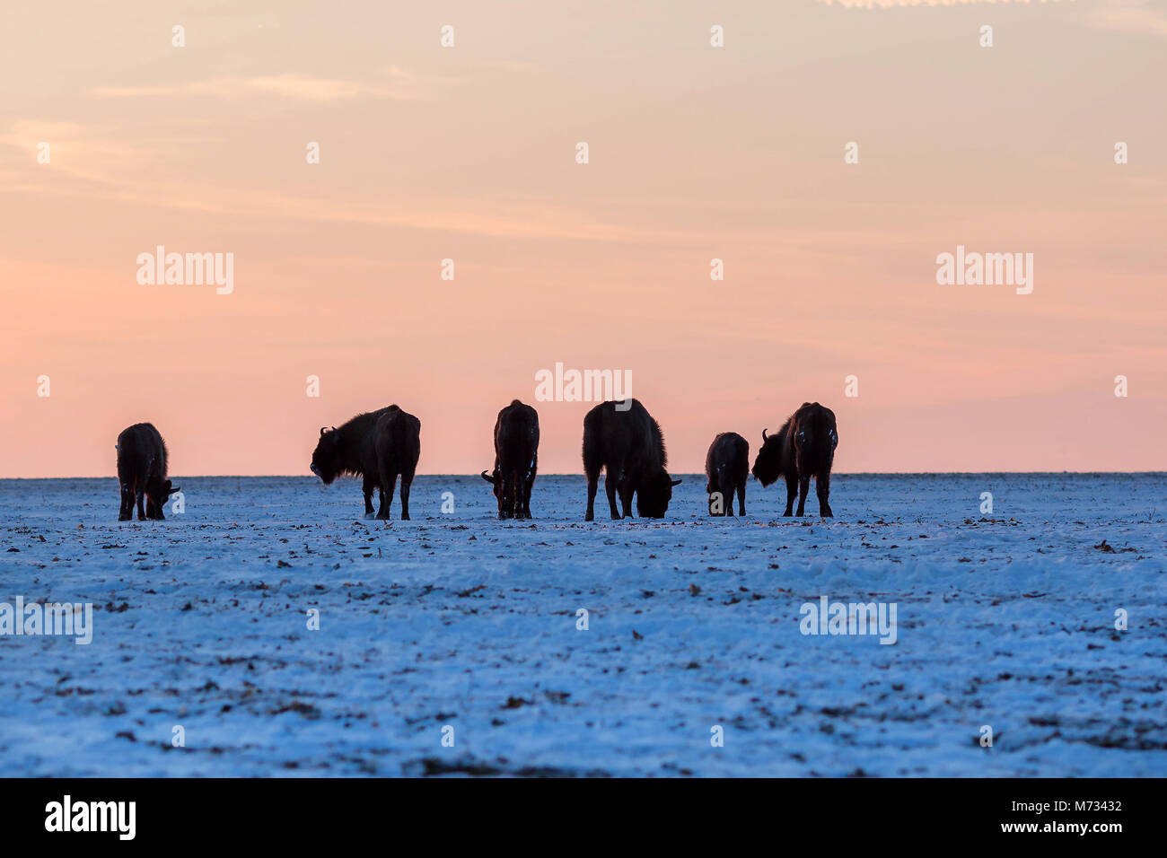 Herd of wild bisons in sunset light Stock Photo - Alamy