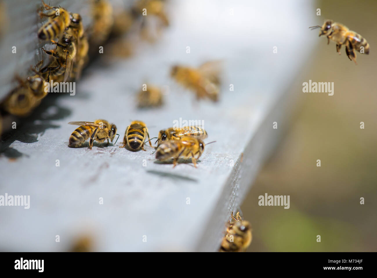 colony of bees on the platform Stock Photo - Alamy