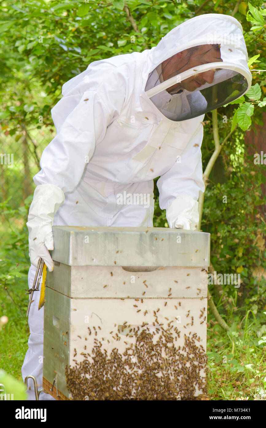 Man working on beehive Stock Photo - Alamy