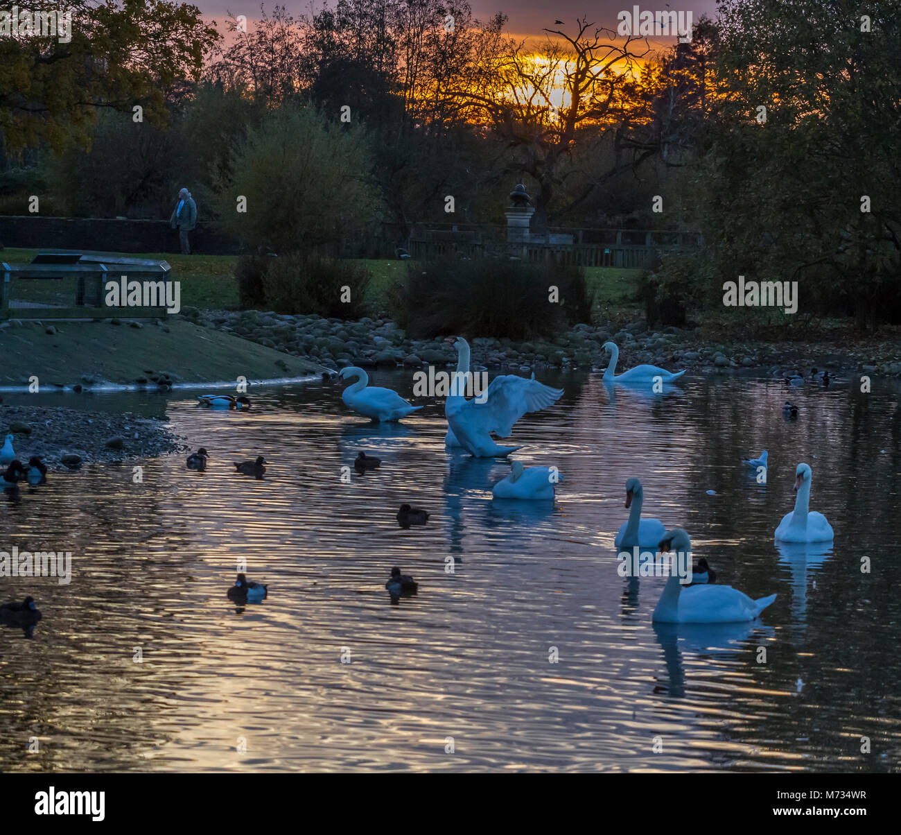 Mute Swans at Slimbridge Stock Photo - Alamy