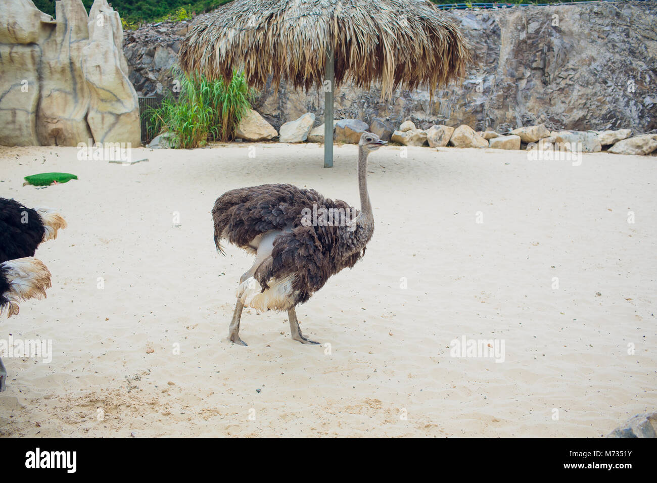Very interesting ostriches. Ostriches on an ostrich farm Stock Photo ...