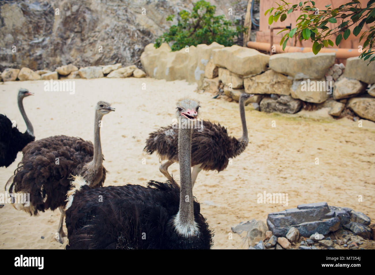 Very interesting ostriches. Ostriches on an ostrich farm Stock Photo ...