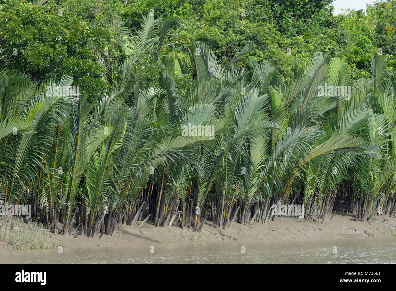 DHAKA, BANGLADESH - OCTOBER 04, 2011: The trees in the world largest ...