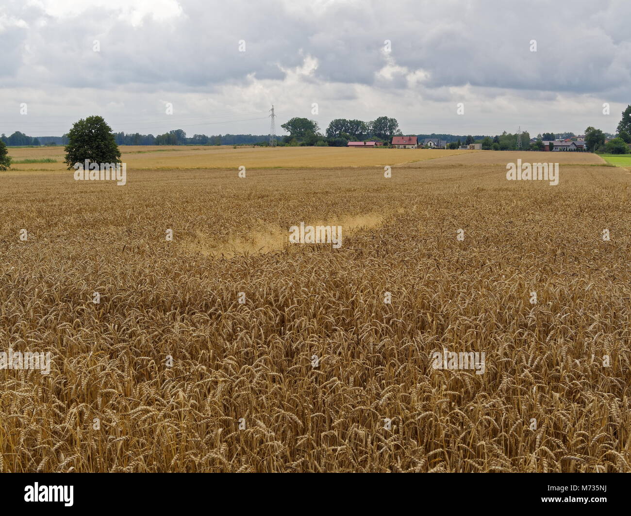 Large wheat field and village houses landscape Stock Photo - Alamy