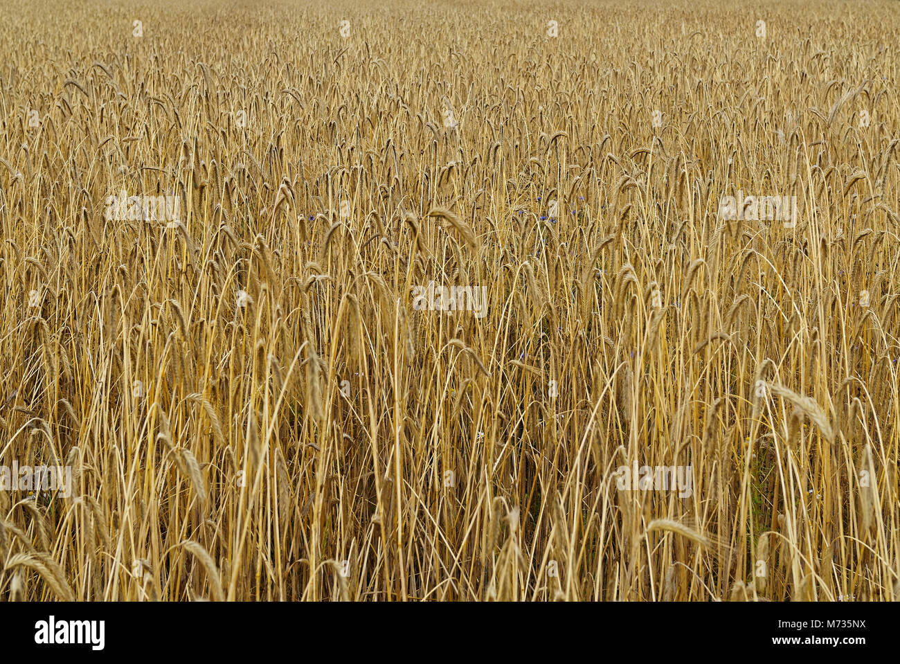 wheat spikes on farm field Stock Photo - Alamy