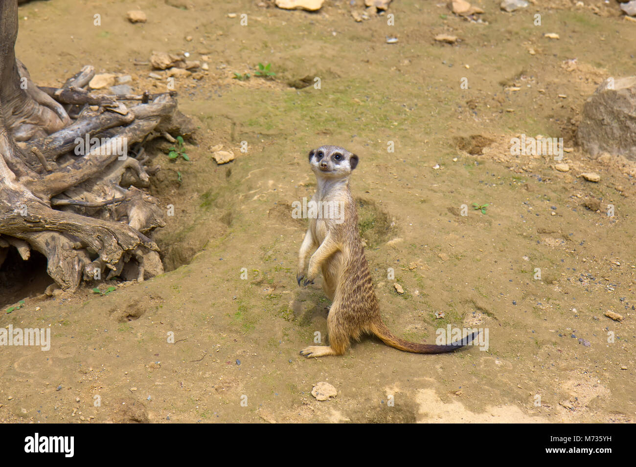 Carefully observe hi-res stock photography and images - Alamy