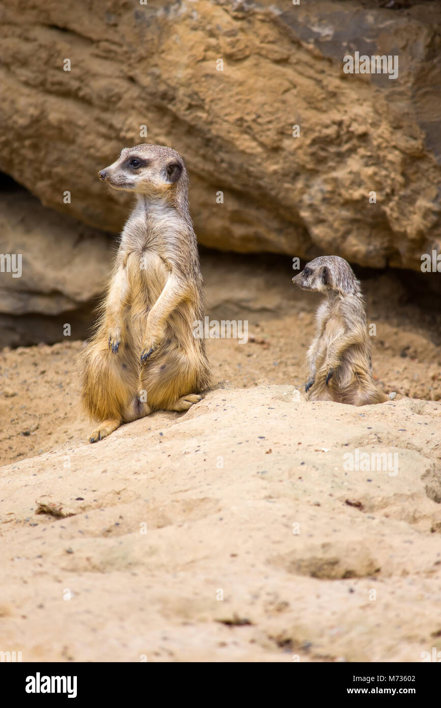 Curious Meerkat High Resolution Stock Photography and Images - Alamy