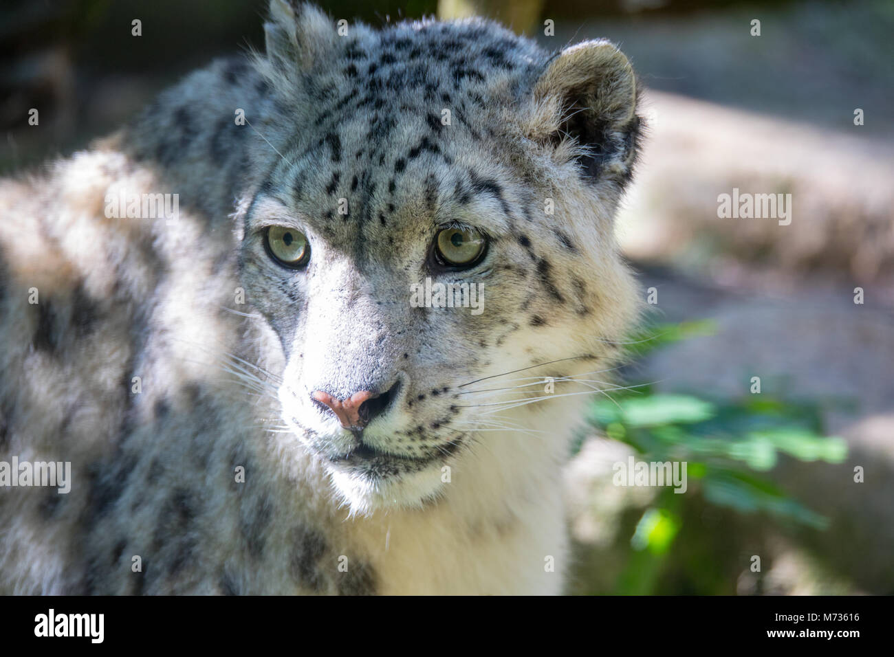 Black panther symbol hi-res stock photography and images - Alamy