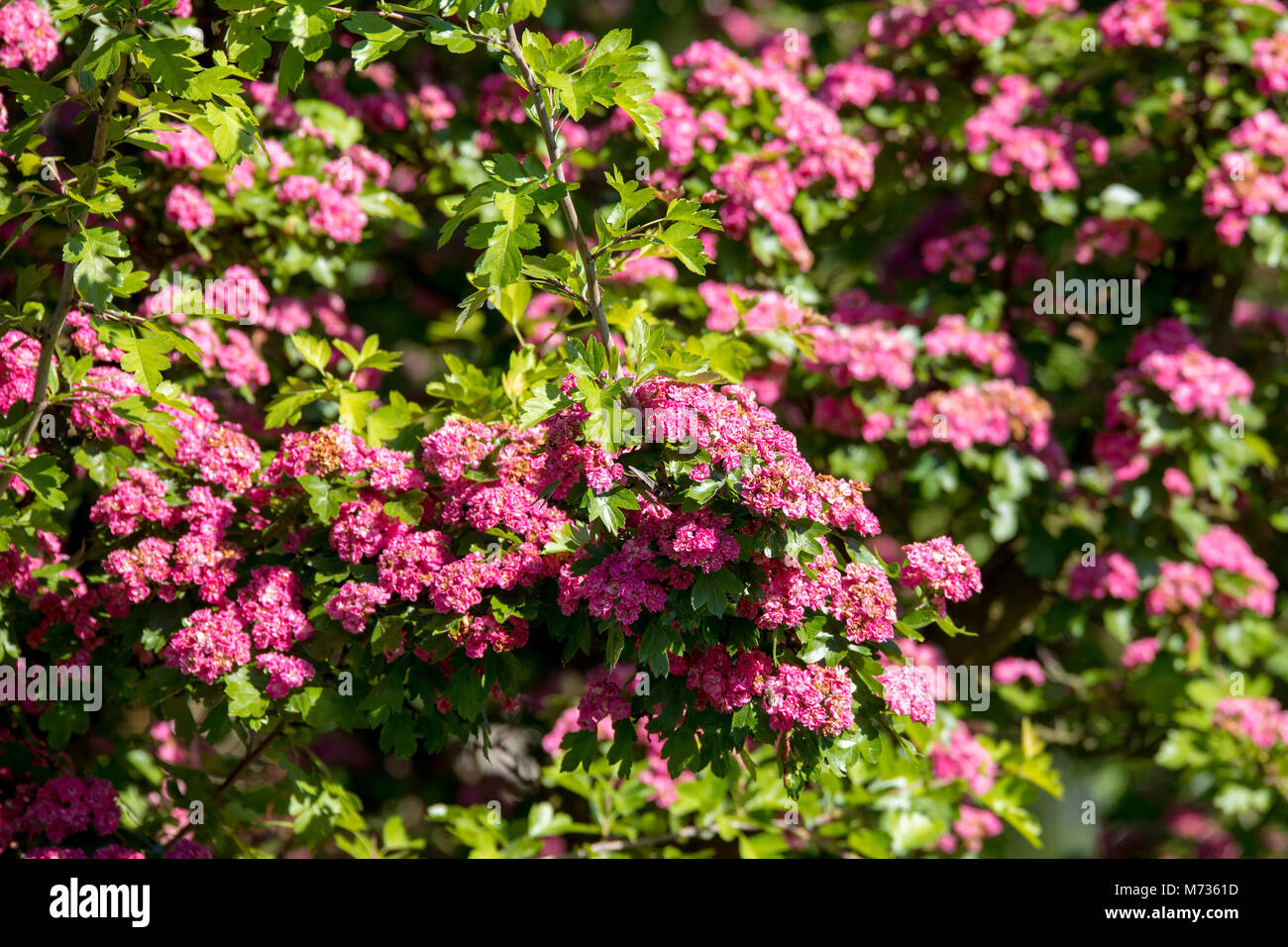 Pink flowers hawthorn tree - (Crataegus laevigata) Spring natural ...