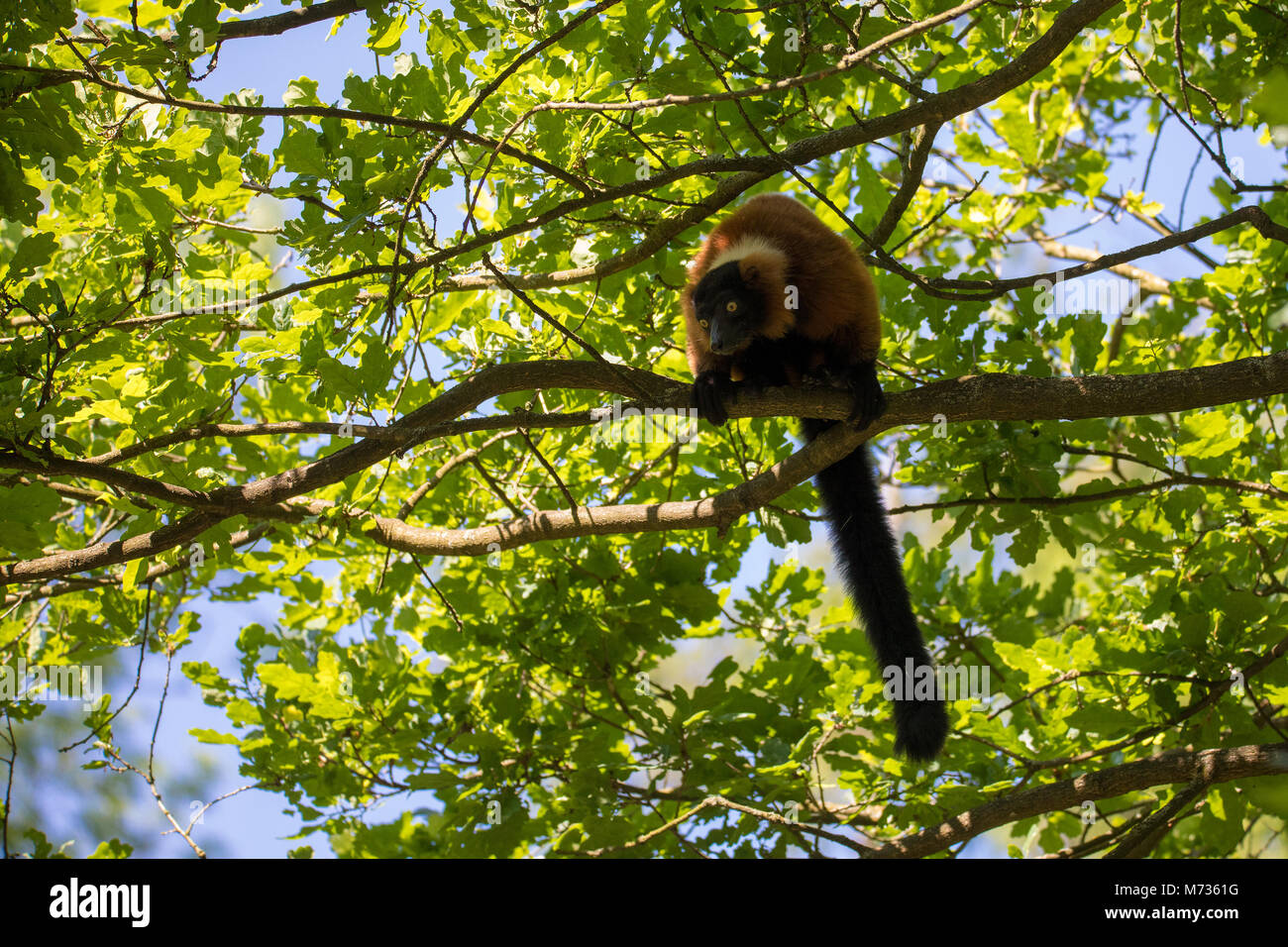 Madagascar Red ruffed lemur, Varecia rubra, on tree top Stock Photo - Alamy