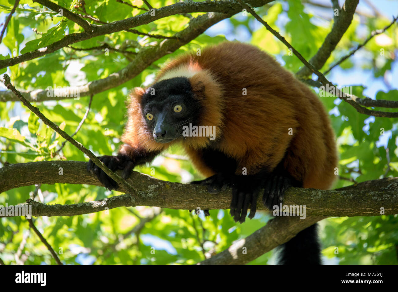 Madagascar Red ruffed lemur, Varecia rubra, on tree top Stock Photo - Alamy