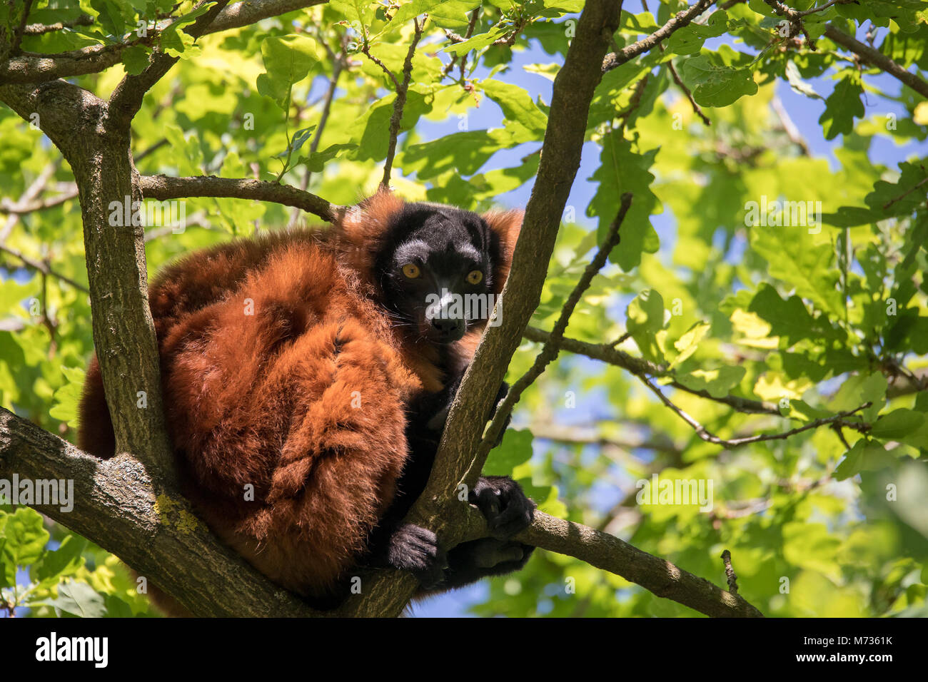Madagascar Red ruffed lemur, Varecia rubra, on tree top Stock Photo - Alamy