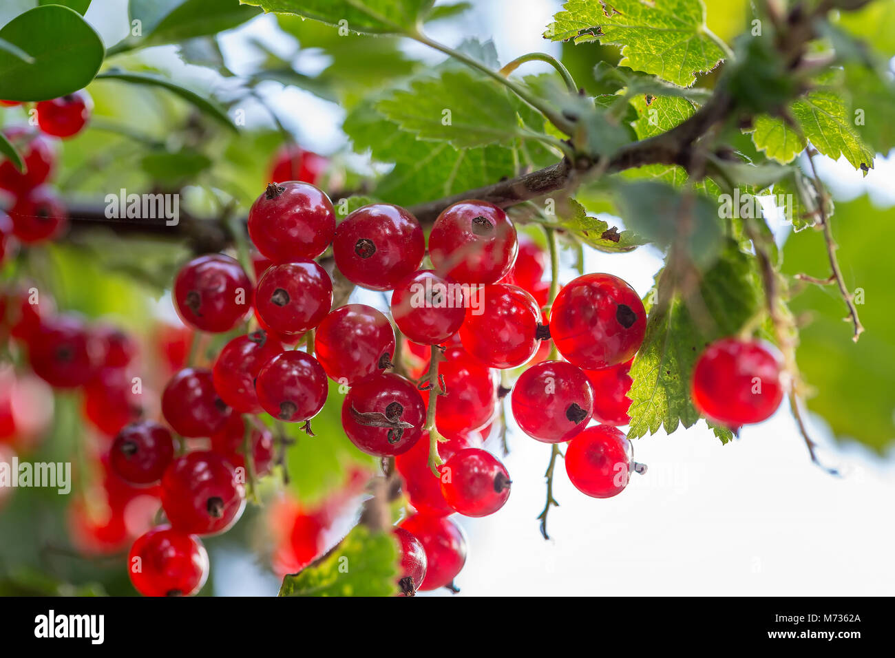 branch of ripe red currants in summer garden Stock Photo - Alamy