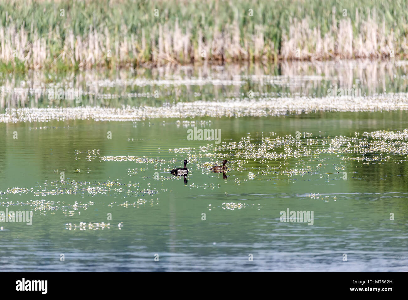 reflection at the flowering pond in spring, rural scene Stock Photo - Alamy