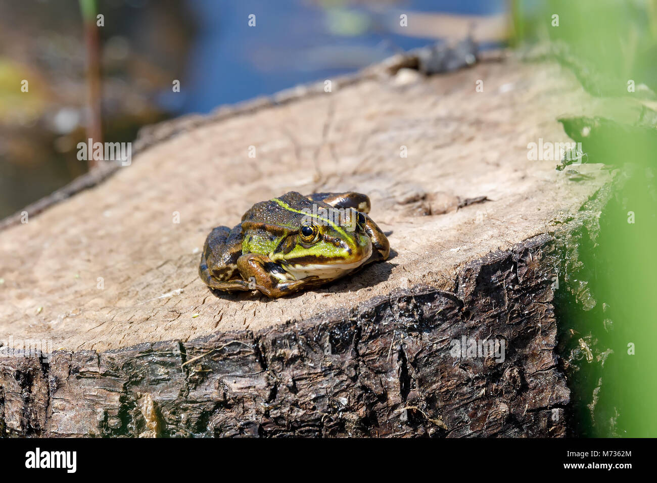 Beautiful marsh frog (Pelophylax ridibundus),largest frog native to ...