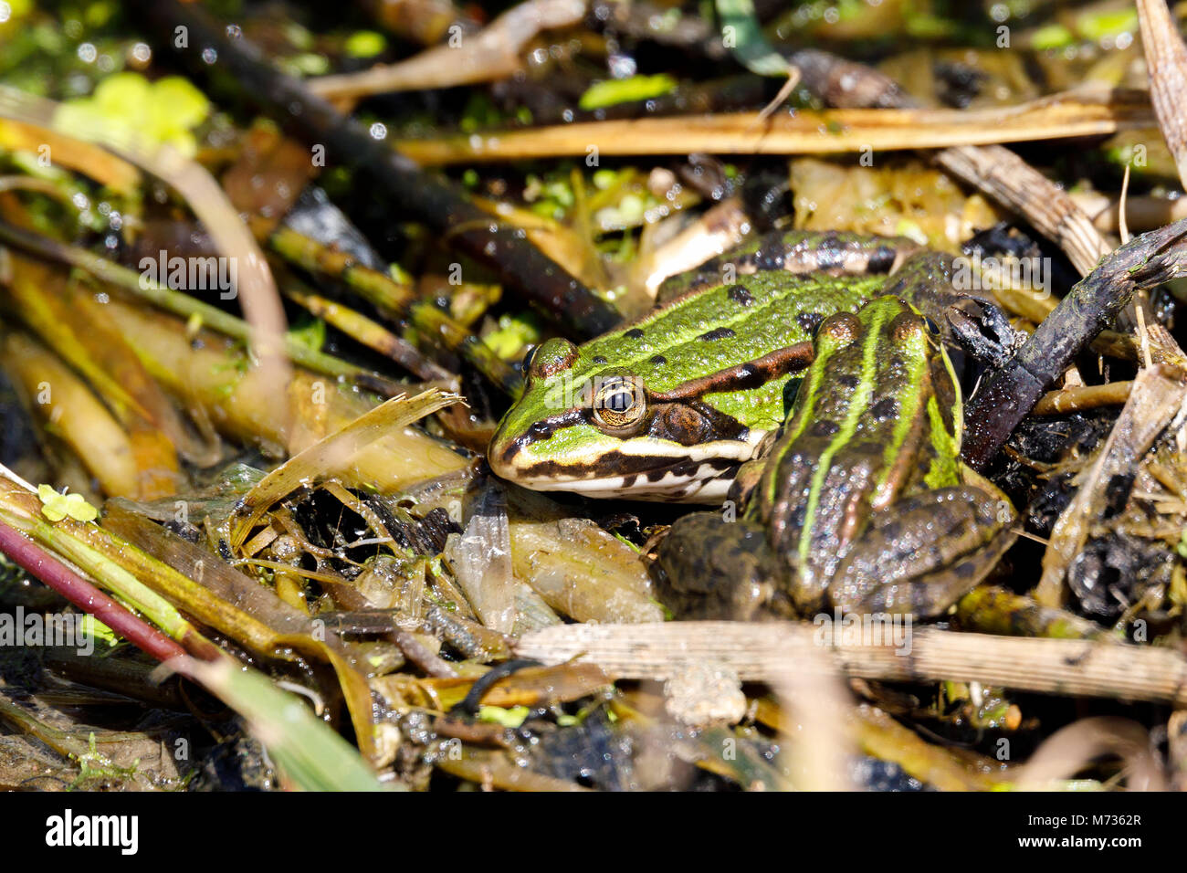 Beautiful marsh frog (Pelophylax ridibundus),largest frog native to ...