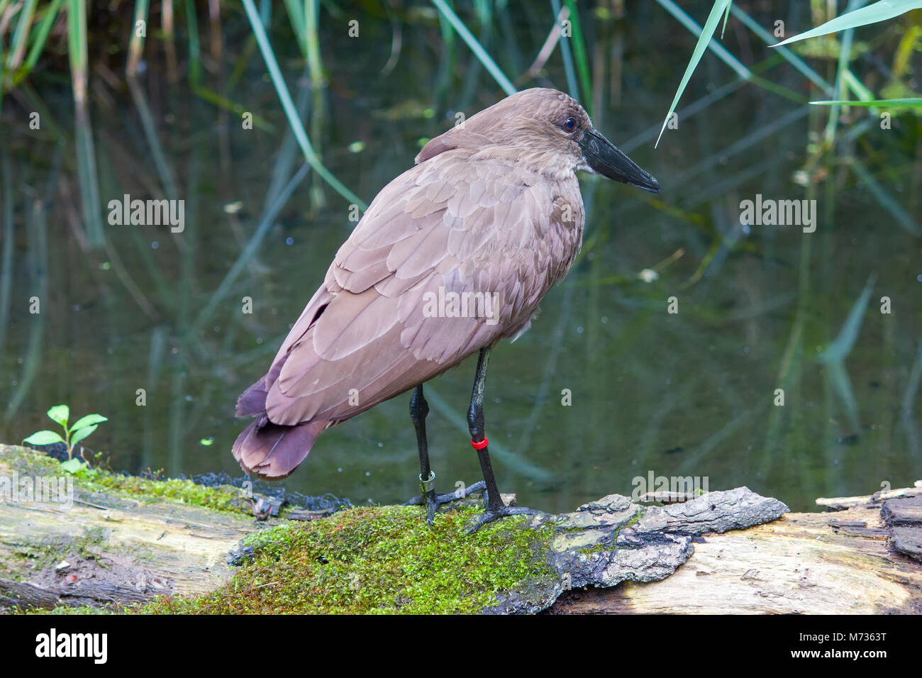 Boat billed heron Stock Photo - Alamy