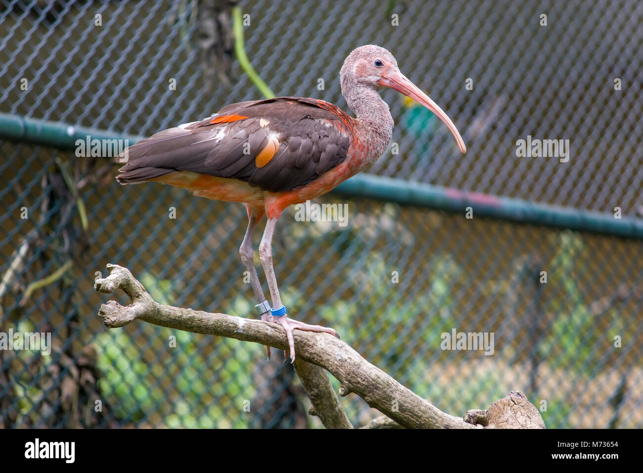 Pink ibis hi-res stock photography and images - Alamy