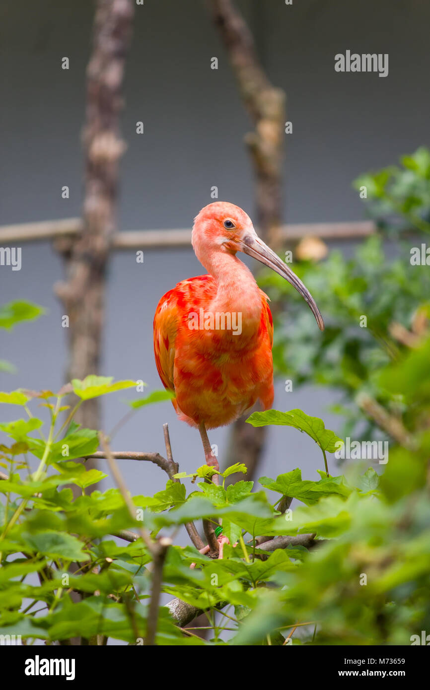 The pink ibis hi-res stock photography and images - Alamy