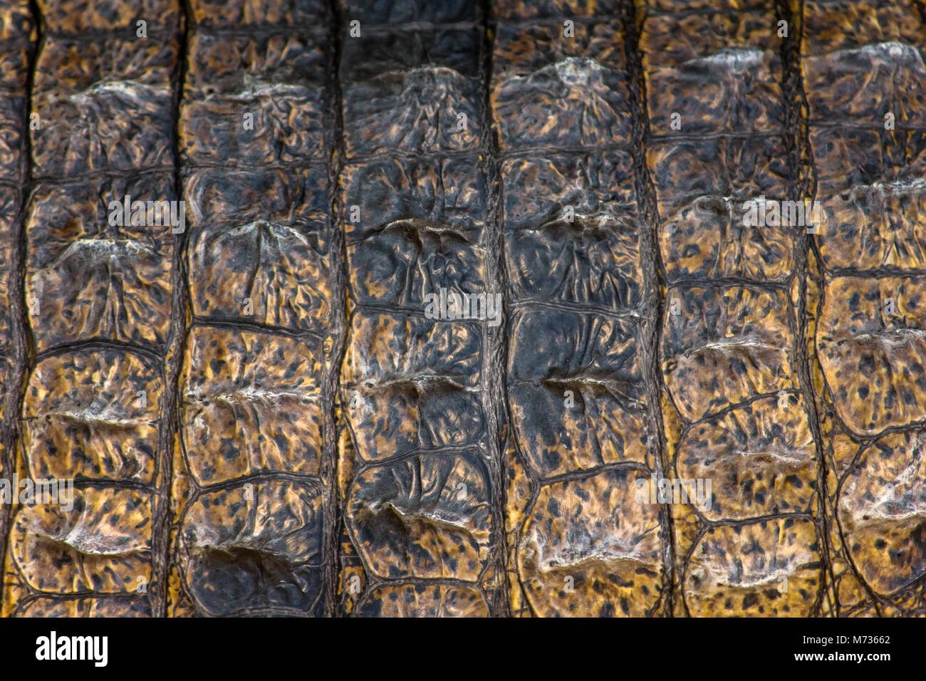 Crocodile armor hi-res stock photography and images - Alamy