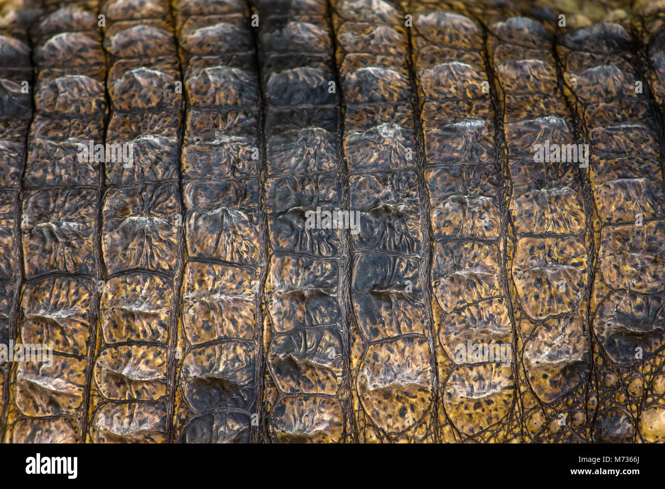 Crocodile skin hi-res stock photography and images - Alamy