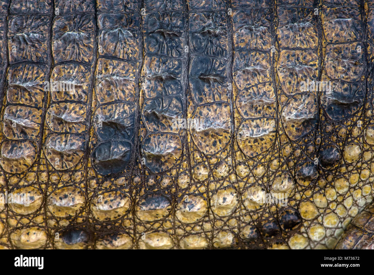 Skin armour hi-res stock photography and images - Alamy