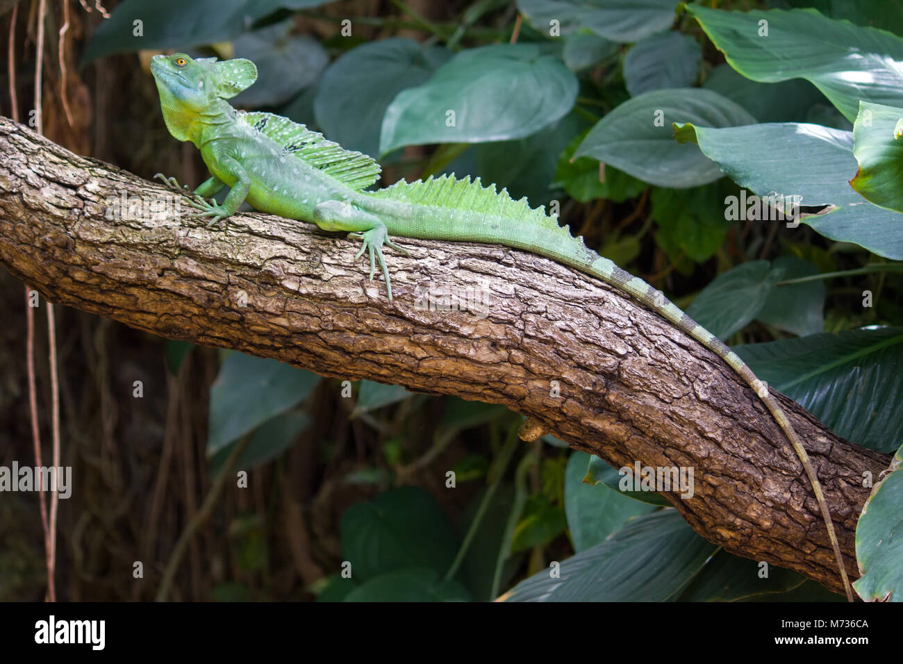 Emerald spiny lizard hi-res stock photography and images - Alamy