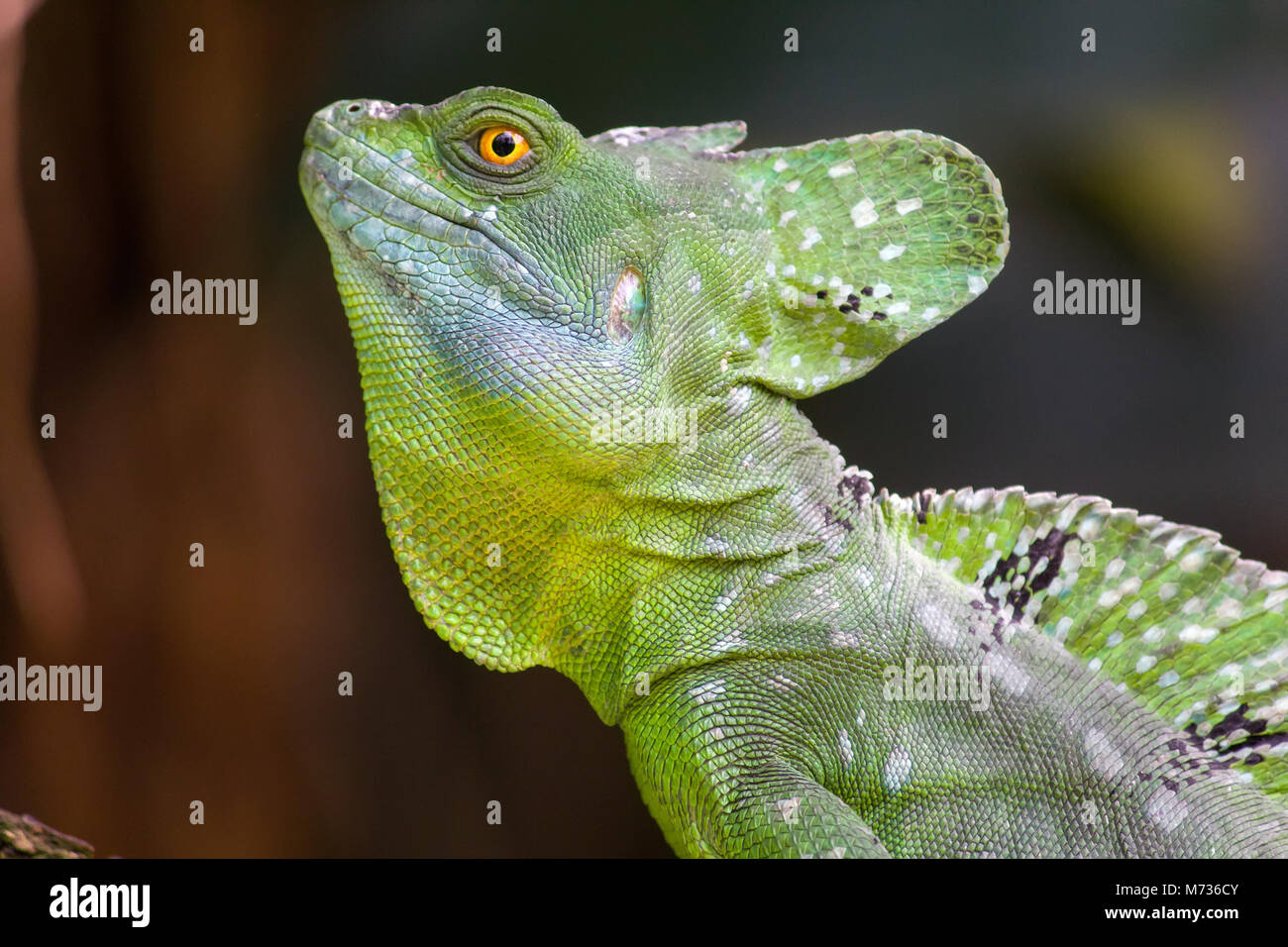 Green crested basilisk lizard - helmeted lizard Stock Photo - Alamy