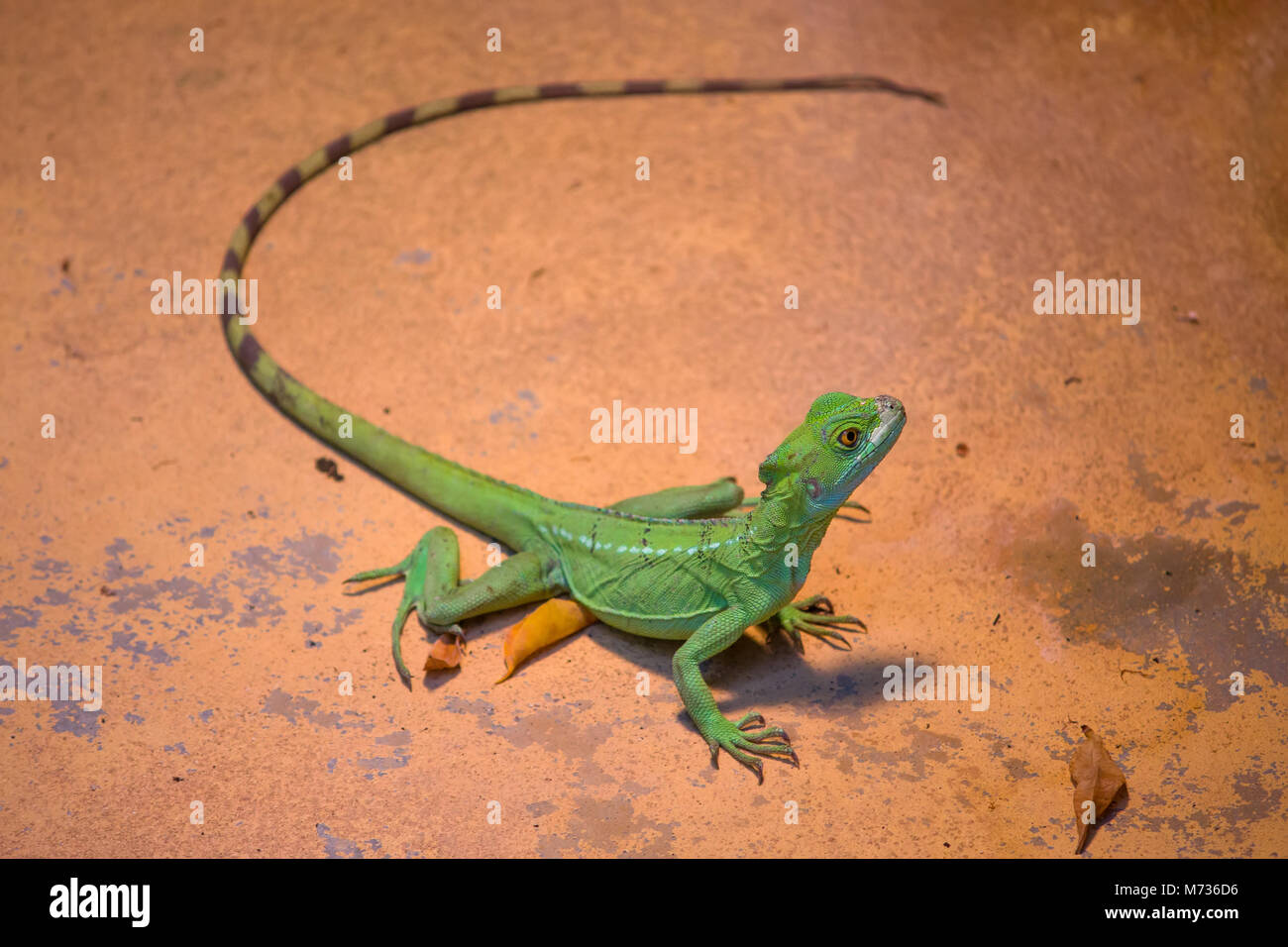 Green crested basilisk lizard - helmeted lizard Stock Photo - Alamy