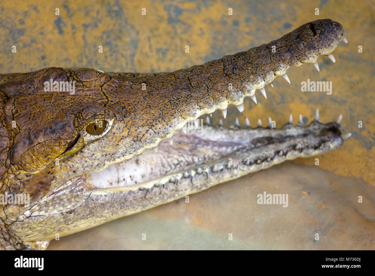 Crocodile jaws hi-res stock photography and images - Alamy