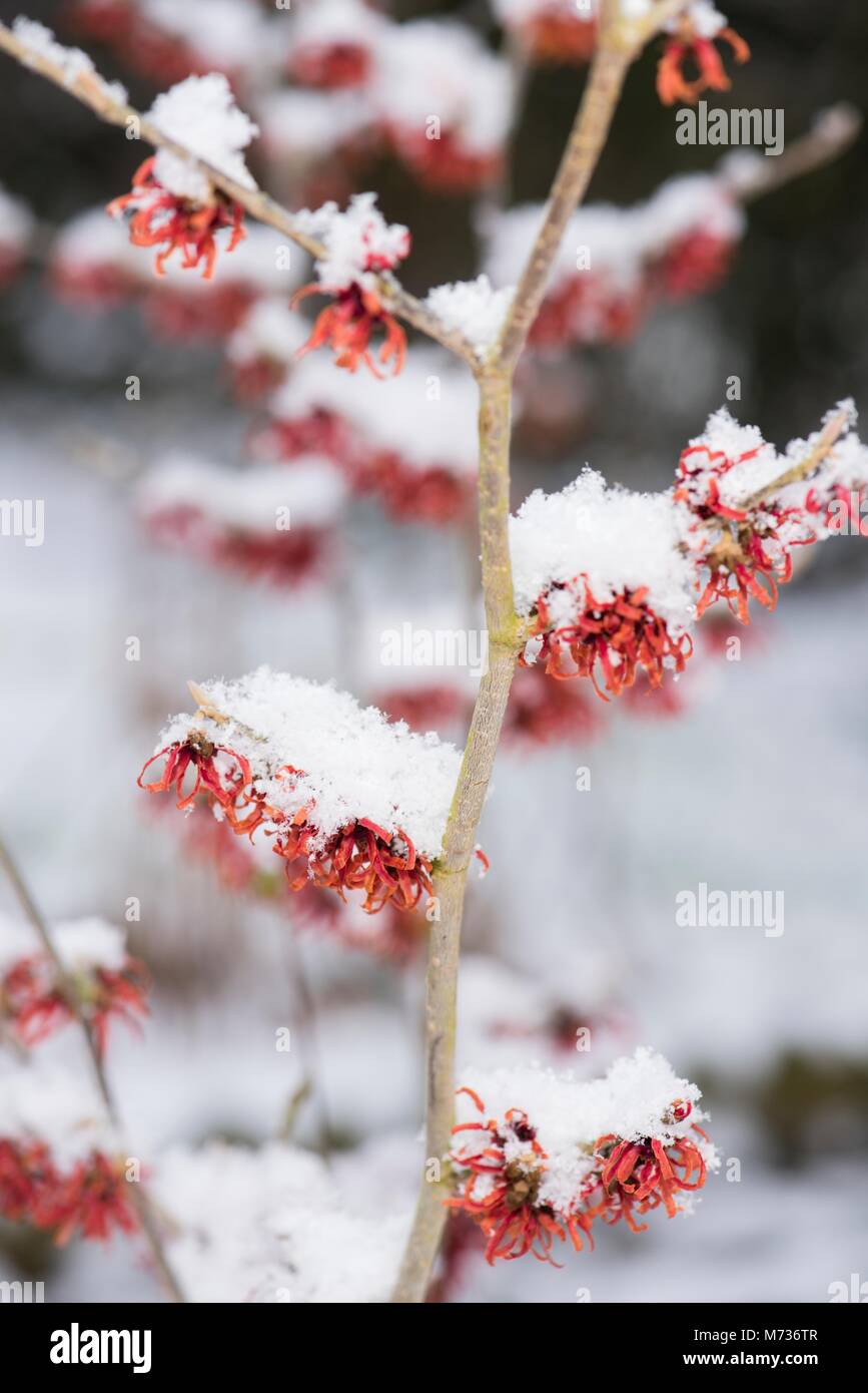 Hamamelis × intermedia 'Diane' witch hazel Stock Photo - Alamy