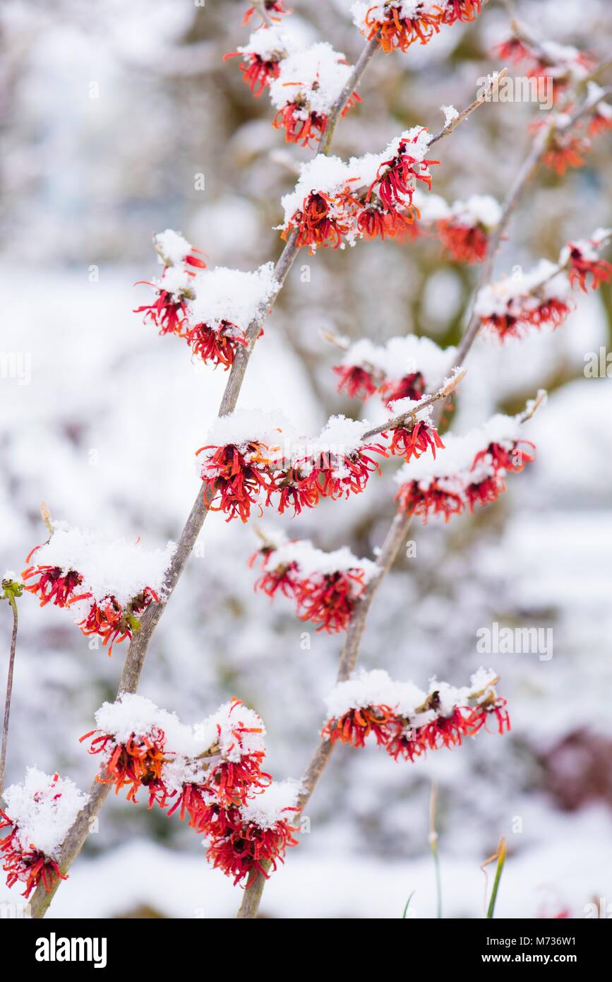 Hamamelis × intermedia 'Diane' witch hazel Stock Photo - Alamy