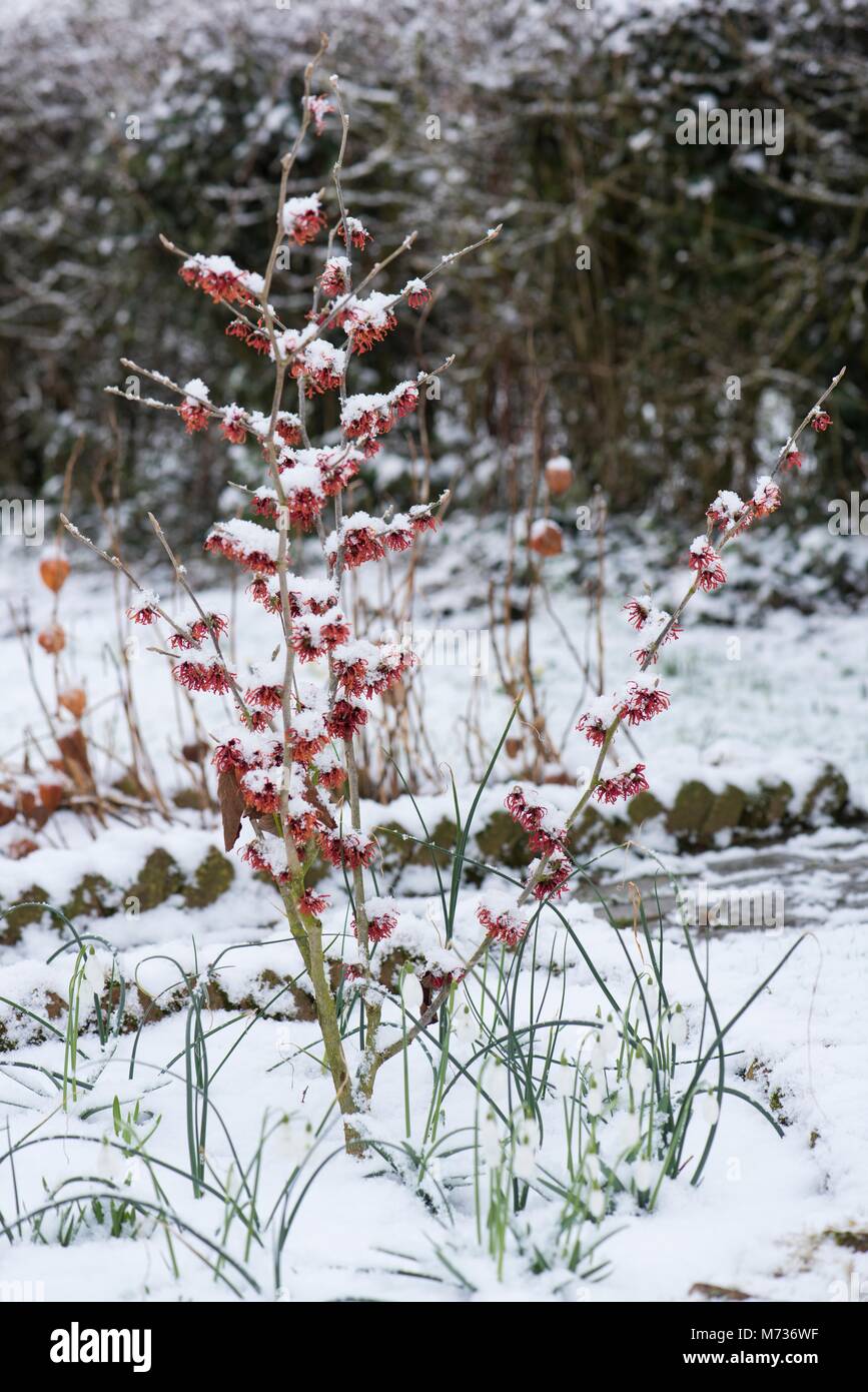 Hamamelis × intermedia 'Diane' witch hazel Stock Photo - Alamy