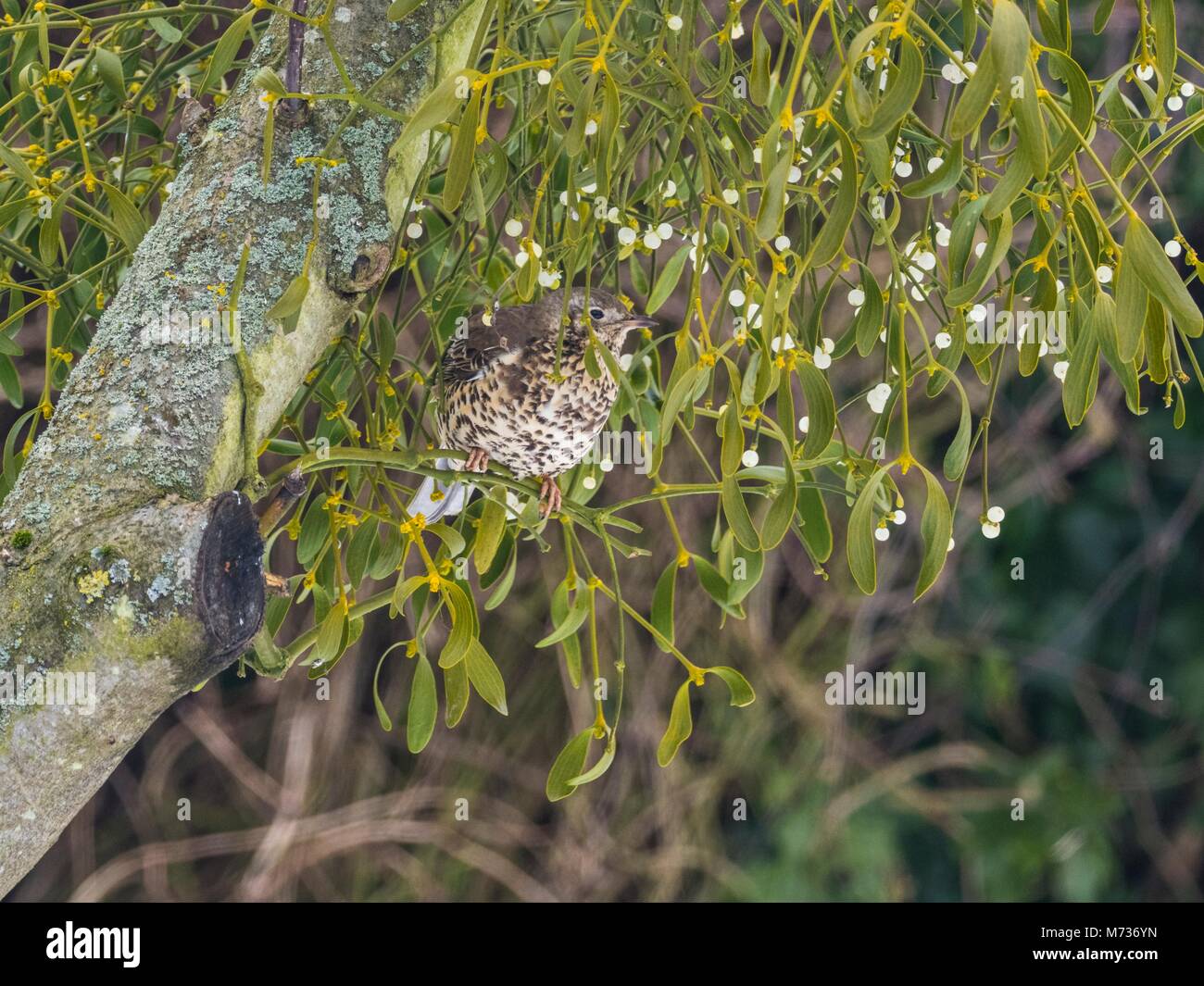 Turdus viscivorus berries hi-res stock photography and images - Alamy
