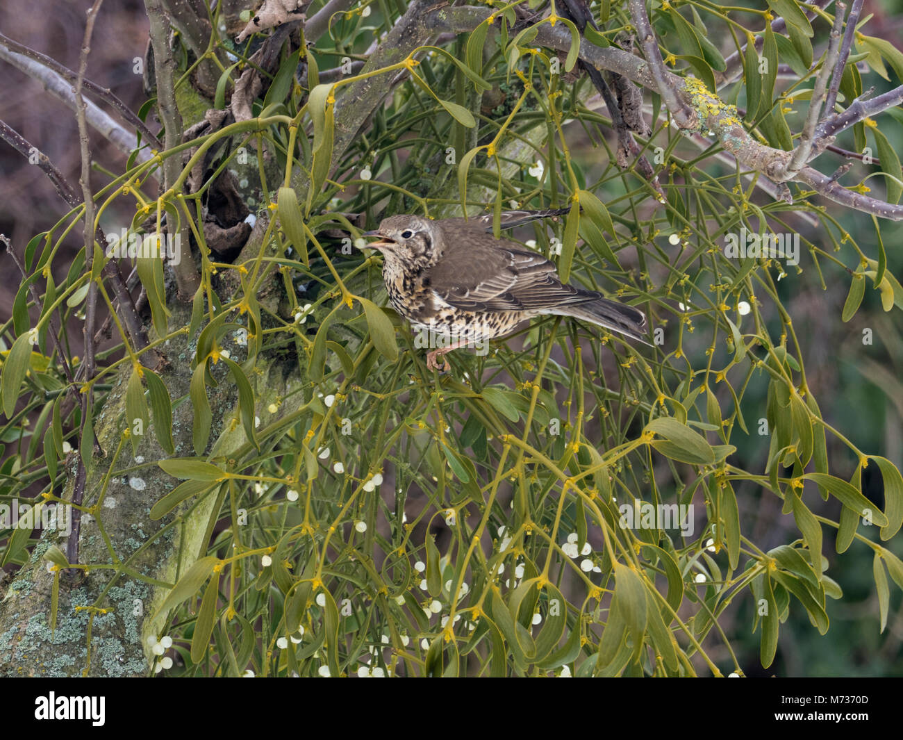 Mistle thrush, Turdus viscivorus, feeding on Mistletoe berries, England ...