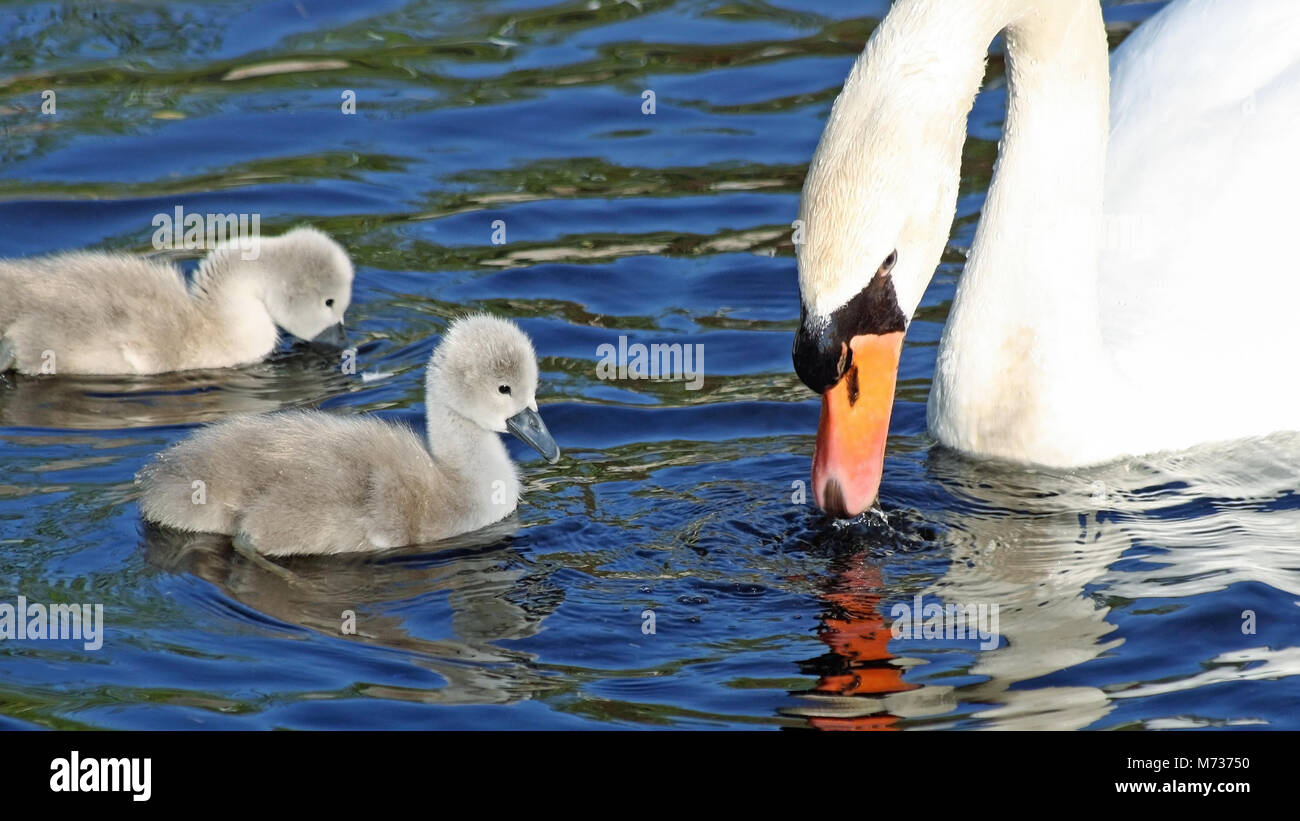 Mute Swan mother and her two tiny baby Cygnets swim and feed in the ...