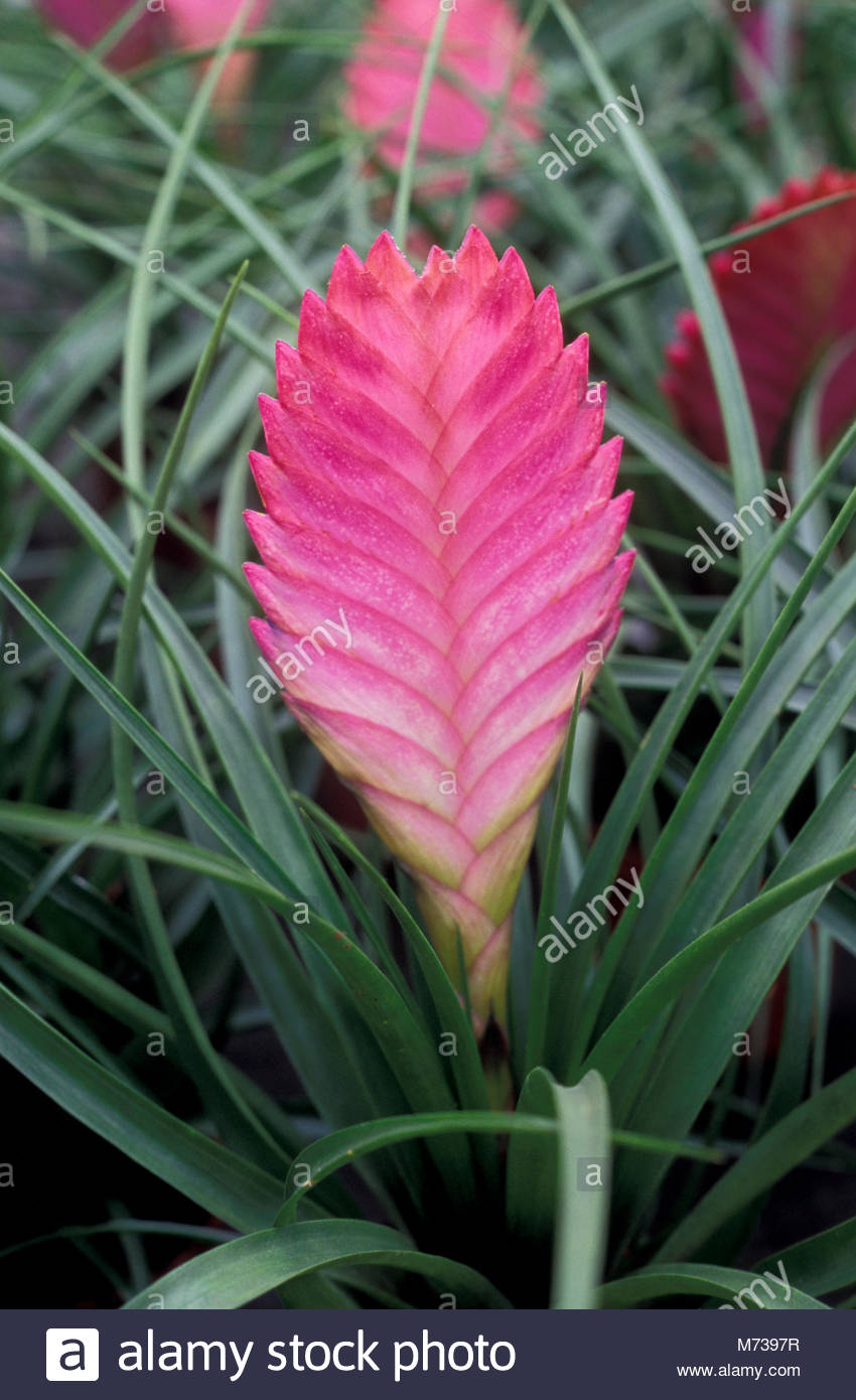 Bromelia Sp Stock Photos & Bromelia Sp Stock Images - Alamy